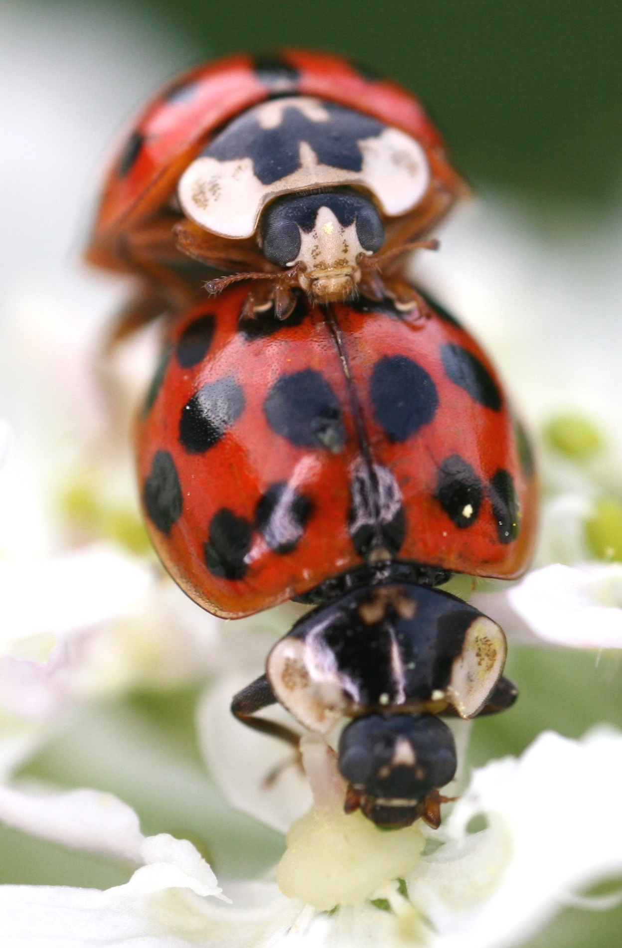 ID Guide Ladybirds – British Naturalists' Association