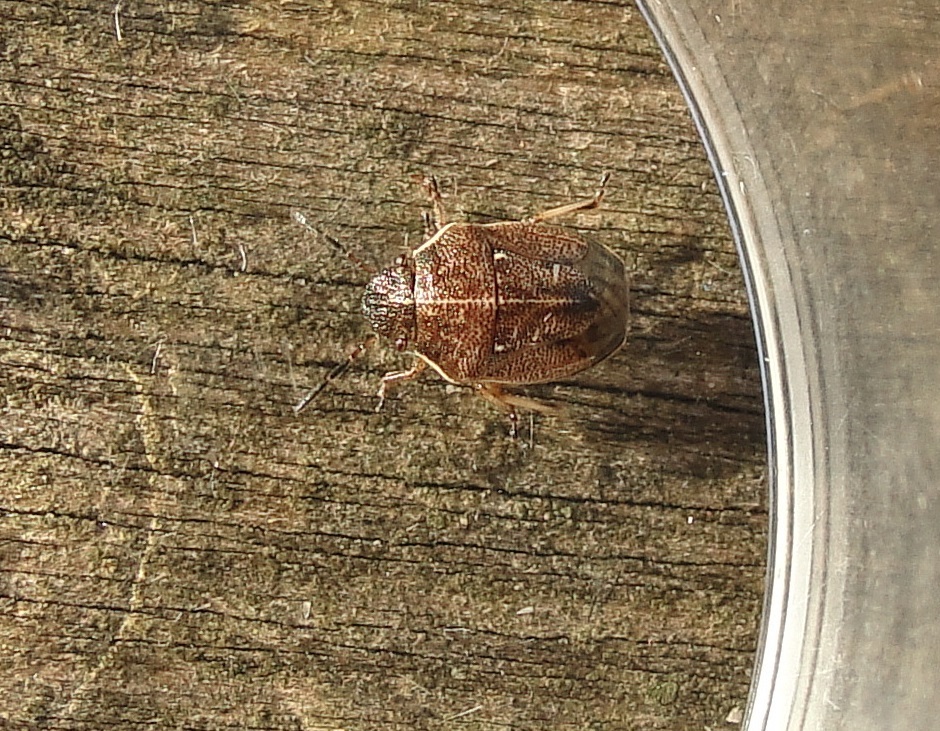 ID Guide Shieldbugs & allies – British Naturalists' Association