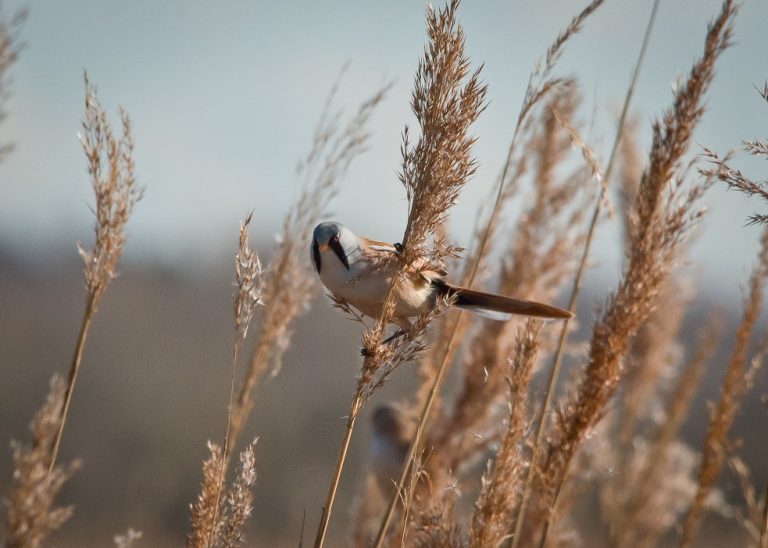 ID Guide Tits – British Naturalists' Association