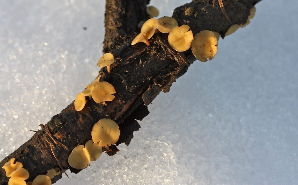 British Naturalists' Association – The National Body for Naturalists