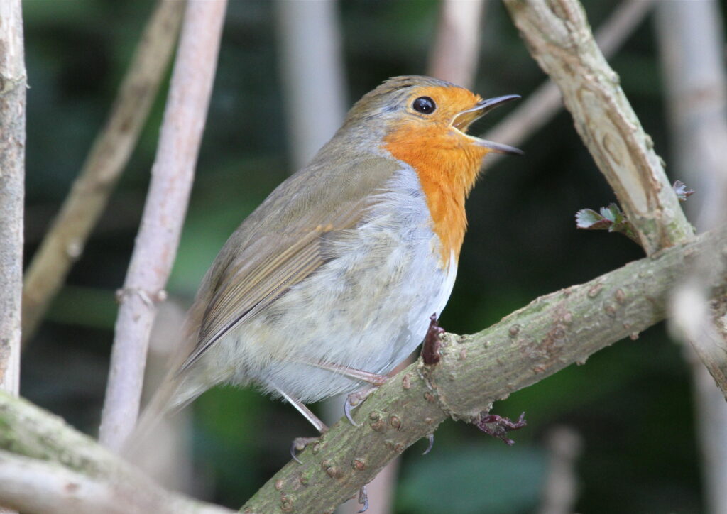 British Naturalists' Association – The National Body for Naturalists