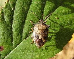 ID Guide Shieldbugs & allies – British Naturalists' Association