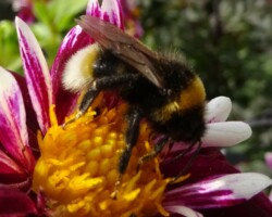 ID Guide Bumblebees – British Naturalists' Association