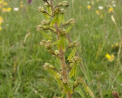ID Guide Orchids – British Naturalists' Association