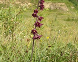 ID Guide Orchids – British Naturalists' Association