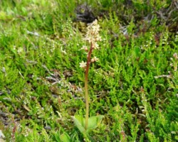 ID Guide Orchids – British Naturalists' Association