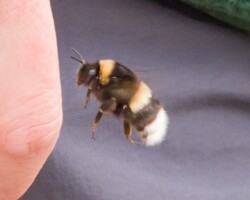 ID Guide Bumblebees – British Naturalists' Association