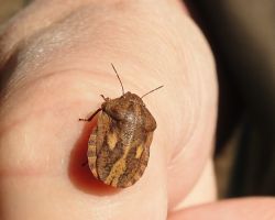 ID Guide Shieldbugs & allies – British Naturalists' Association