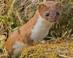 ID Guide Weasel family [Mustelids] – British Naturalists' Association