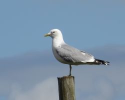 ID Guide to gulls – British Naturalists' Association