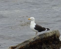 ID Guide to gulls – British Naturalists' Association