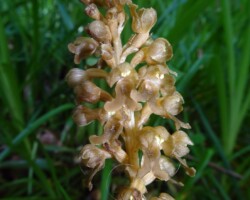 ID Guide Orchids – British Naturalists' Association